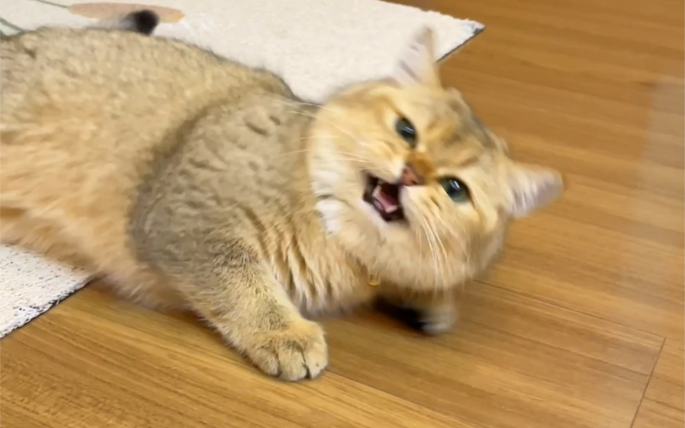 这么会撒娇的小猫咪,谁看了不迷糊!