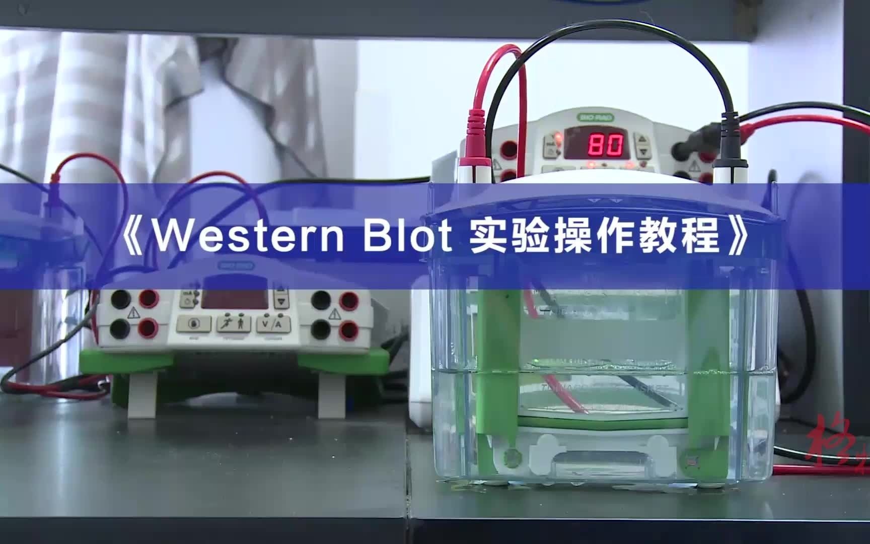 Western Blot 标准实验操作流程丨SOP