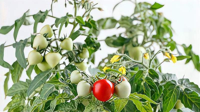 盆栽小西红柿苗移栽后怎么管理