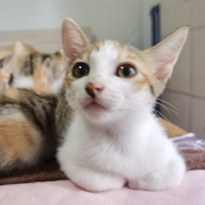 愛賴床的小雯雯 