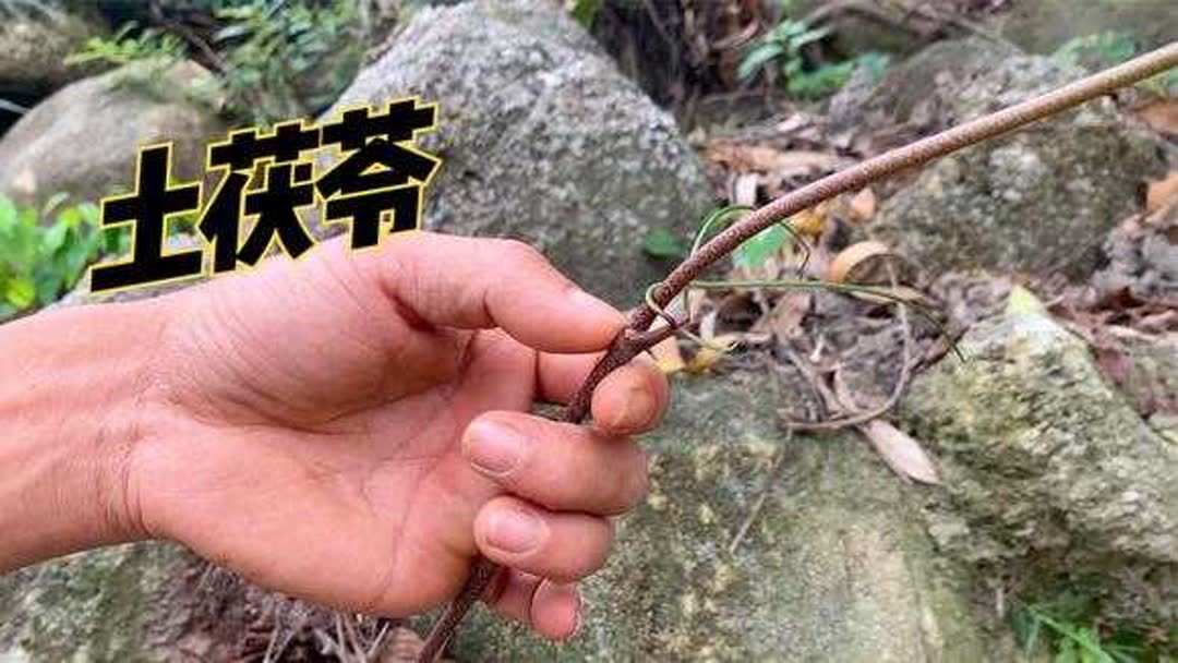 湿气重的人,快来认识土茯苓,它是真管用