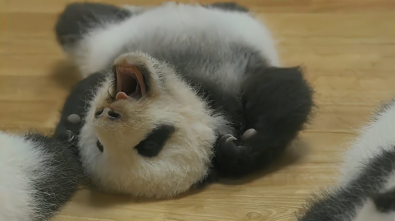 熊猫宝宝学爬行,过程看一次笑一次,画面萌翻了