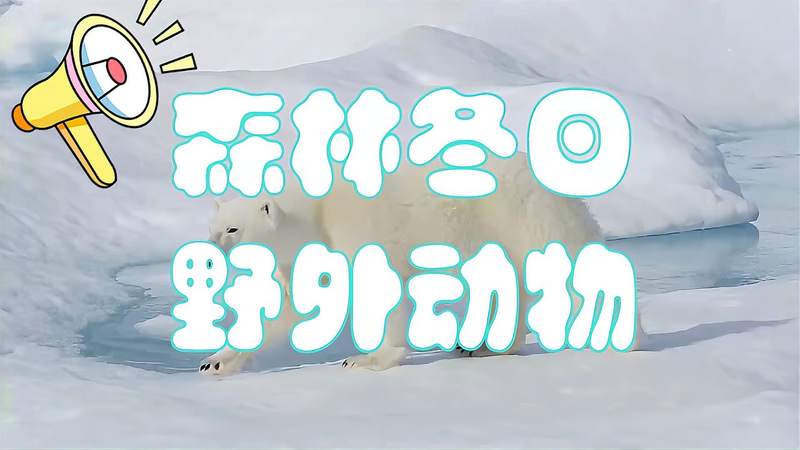 森林里的冬日,大雪中的动物,高清森林雪景