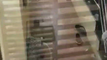 可怜的狗狗一整惨叫,以为被欺负了看到最后才明白! #.