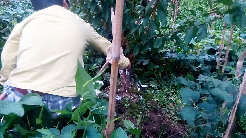 侏儒小哥和老爸一起去山上给李子树撒尿素 又出意外