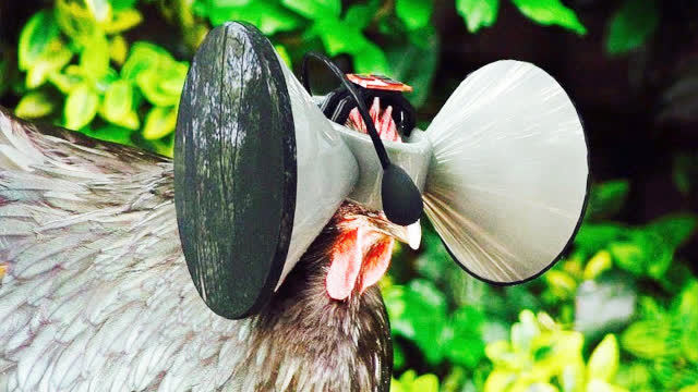 VR技术是什么?把VR眼镜装在鸡身上,瞬间走上鸡生巅峰