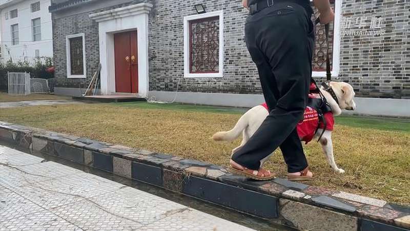 不符合国标竟连续中标 导盲犬缘何“迷路”?