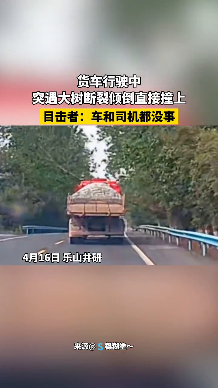 货车行驶中突遇大树断裂倾倒直接撞上。目击者:车和司机都没事。