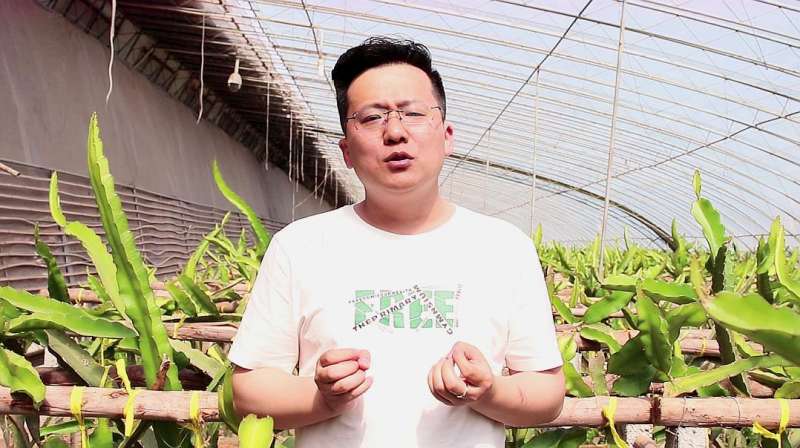 火龙果种植小技巧,这样的扦插方法生根快,简单易学!