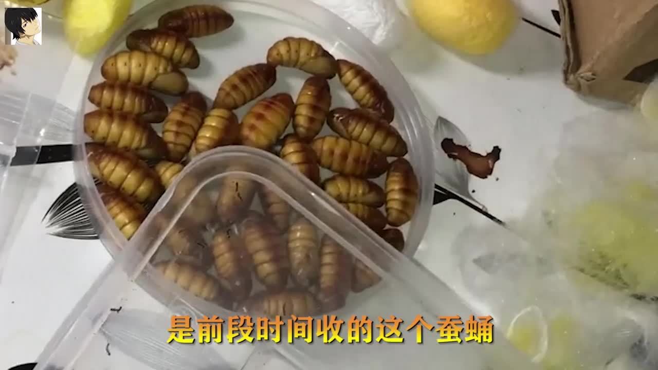 蚕宝宝都结成蚕蛹了,把它们收在盒子里,一个个还会动呢