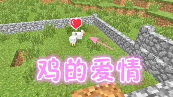 我的世界贝爷生存第二季10:贝爷变红娘见证两只鸡的爱情