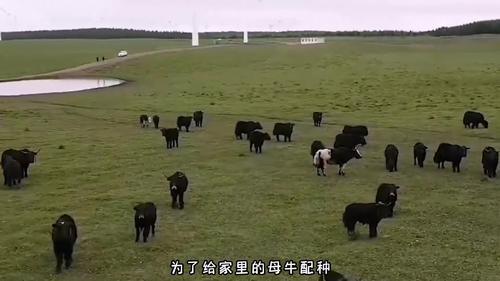 村中黄牛频频消失,竟被神秘力量拖拽千米,调查结果令村民恐惧