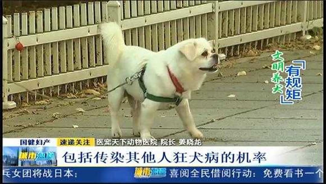 犬只疫苗接种应具有延续性:间隔11个月接种一次,保护自己和他人