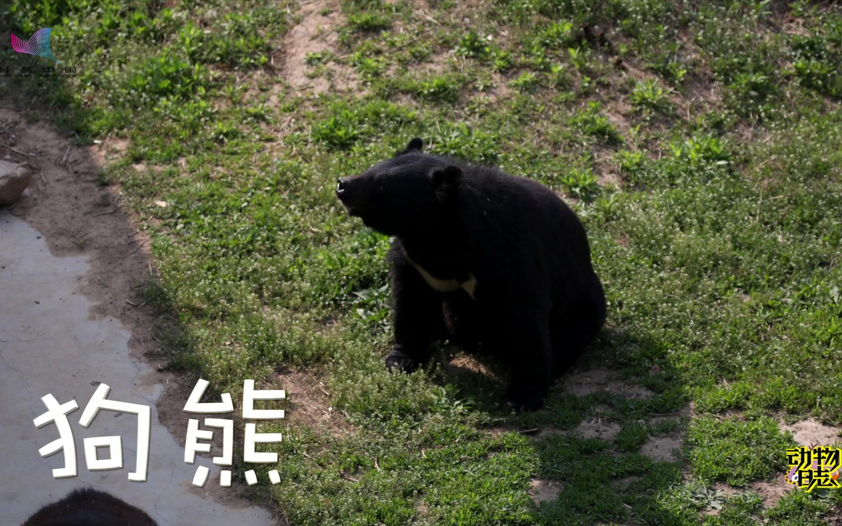 会游泳,能爬树的狗熊