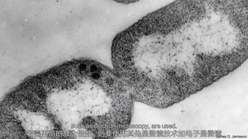 【3D演示】基本光学显微镜