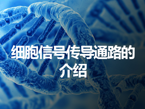 细胞信号传导通路的介绍