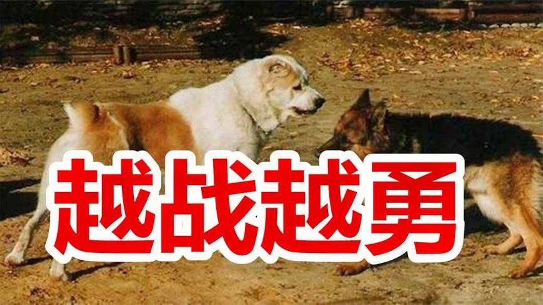 150斤中亚猛犬对战狼群,德国牧羊犬能以多欺少,力战猛犬吗