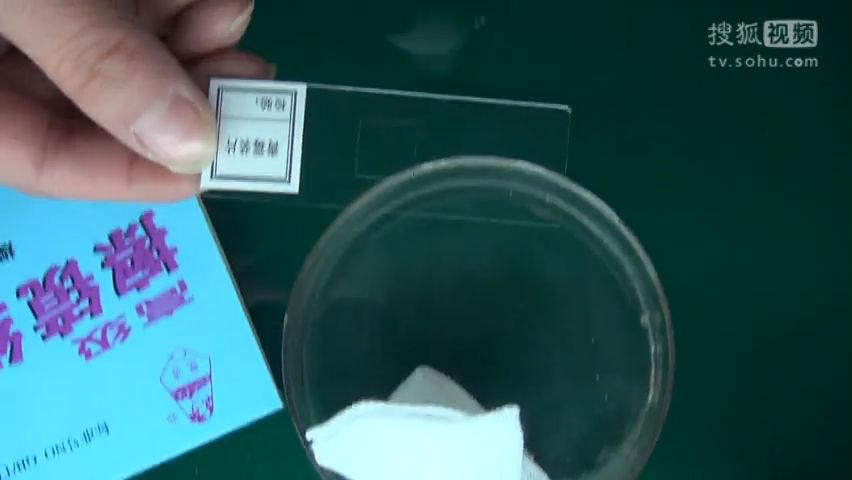 观察青霉永久装片