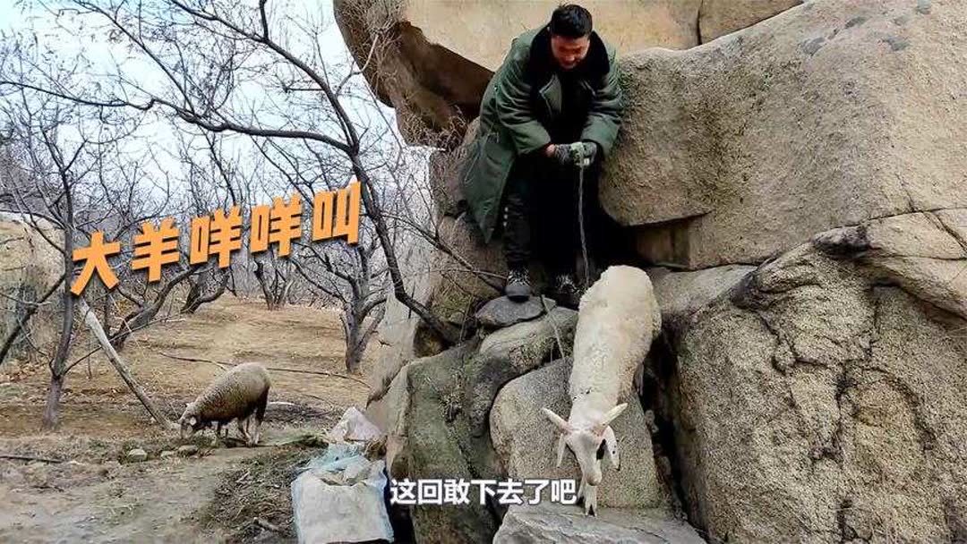 大羊找小羊的叫声,一听就是很着急,羊也很有灵性呀
