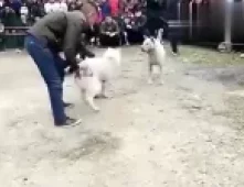 斗狗:斗狗比赛,土狗大战,两狗一上场就相互攻击,现场惨烈!