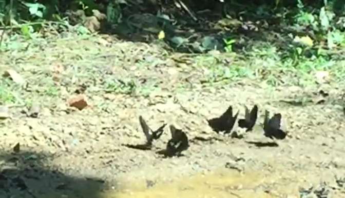 蝴蝶飞舞(慢动作)