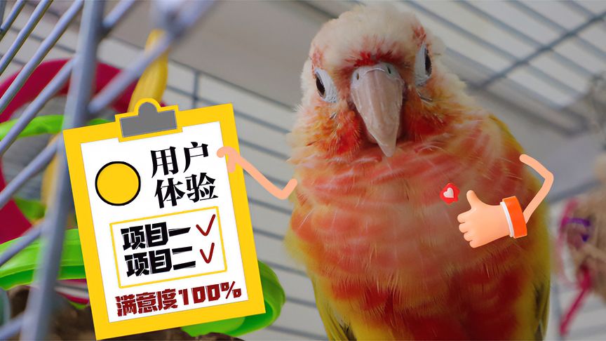 清洁鸟笼的正确打开方式