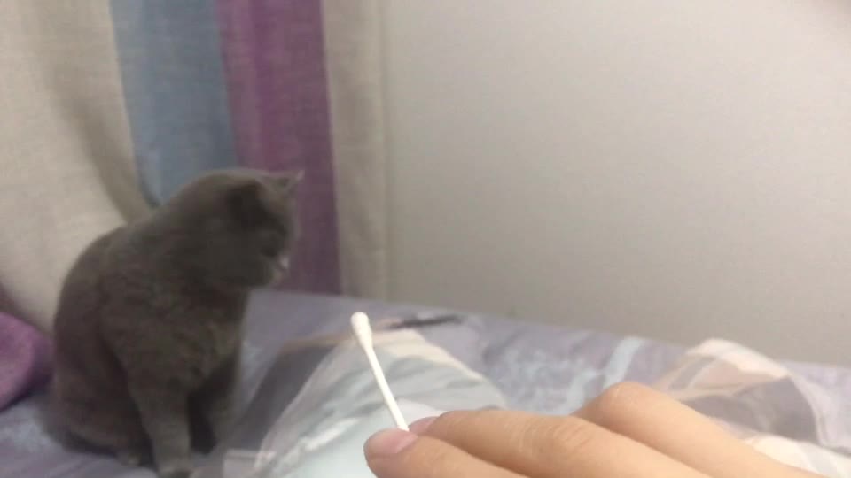 会捡棉签的小猫,长久~