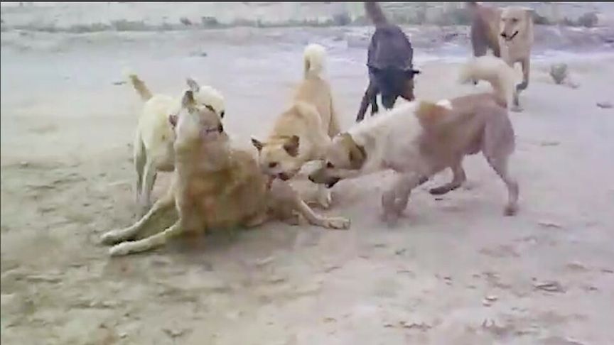 狼认为自己是狗,却被5只狗咬死,简直就是一个笑话