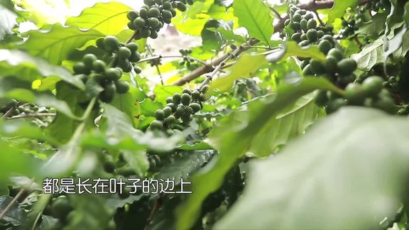 估计很多人都没见过咖啡树