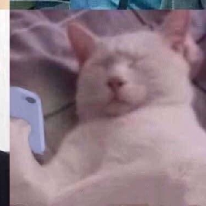 加特林菲猫 