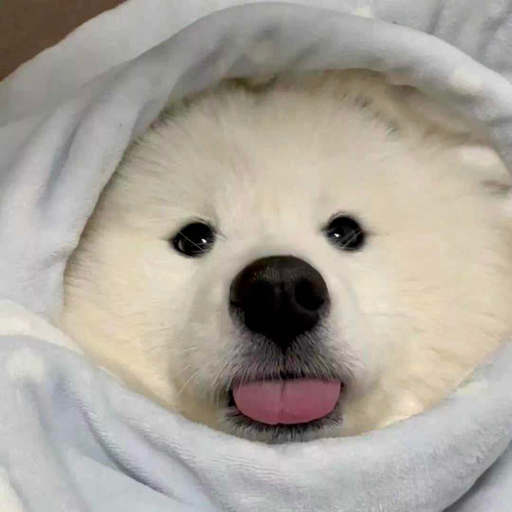 CCCCCCMMH 