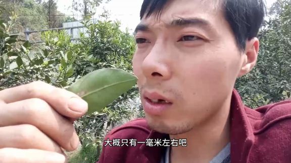 农资店老板告诉大家今年柑橘树的红黄蜘蛛为什么不好治