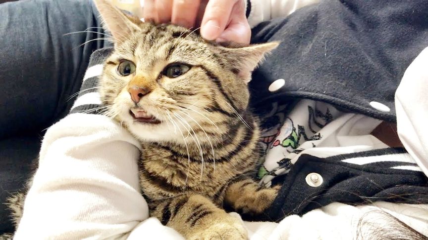 可爱小猫咪主人怀里撒娇