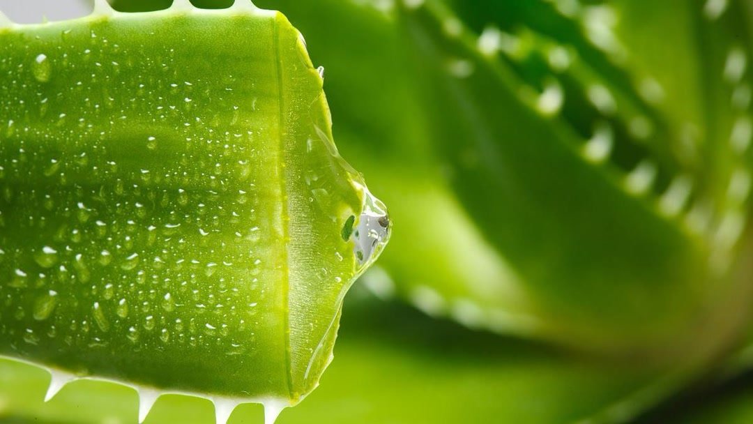 芦荟能直接涂脸吗?别再相信朋友圈谣传了,这里告诉你正确答案