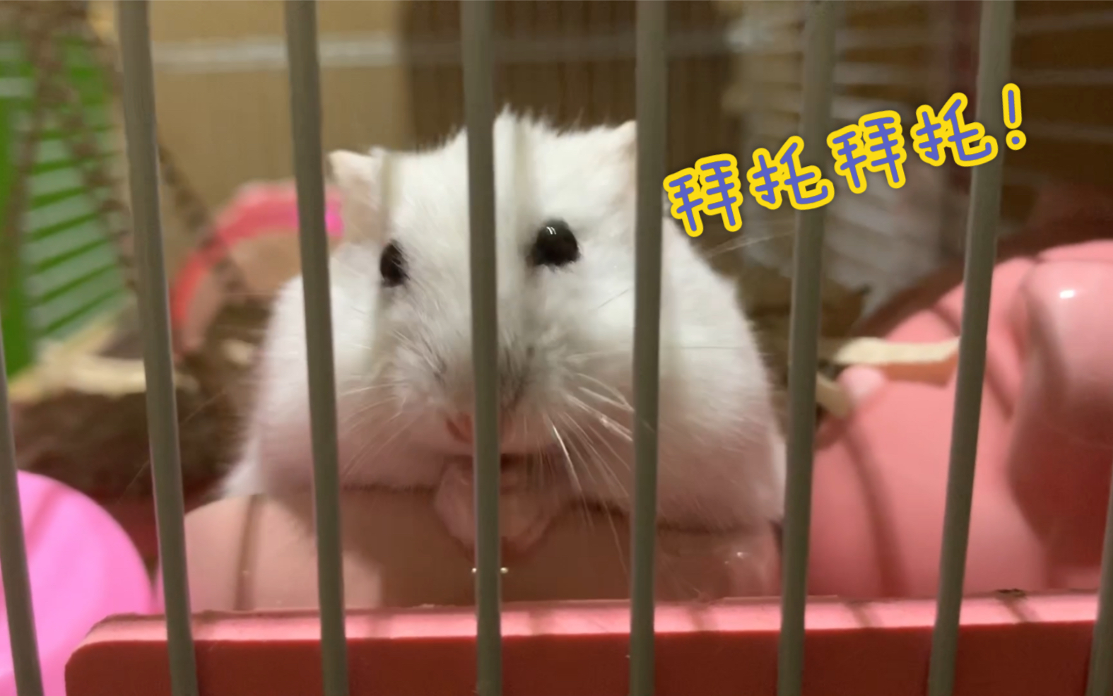 #奶茶观察日记32#仓鼠的铁窗泪&实拍仓鼠如何快速藏食