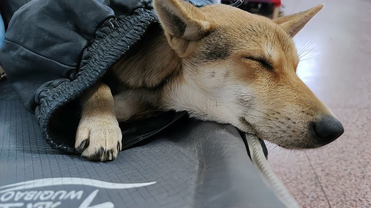 土狗小灰的病情也在加重,强灌止咳药