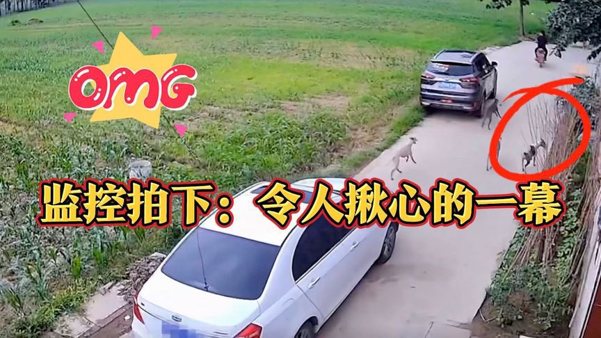 遛狗不栓绳,猫咪被几只狗撕咬,结局太揪心