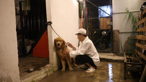 大家都认识这是哪个品种的宠物狗吗,超级好看