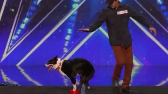 流浪狗的表演原来可以这么棒,各种动作不逊于警犬