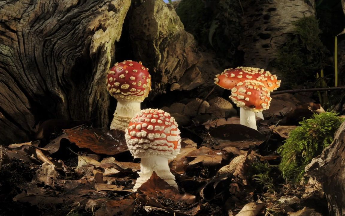 ...森林植物儿童节晚会表演LED视频素材 led背景素材 vj视频素材 动态...