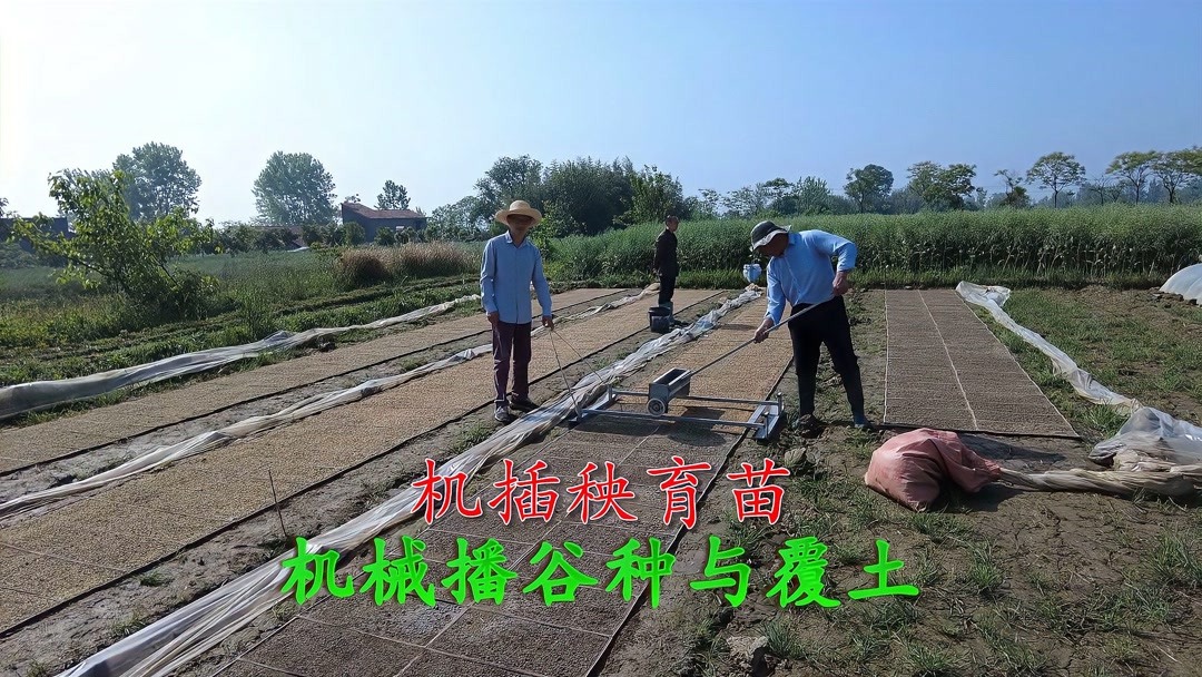 旱田育秧,水稻机插秧育苗,机械播谷种与覆土就是快捷