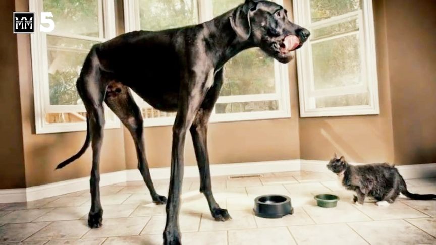 世界上最大的十犬种排名