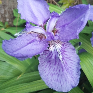 苏苇妖 