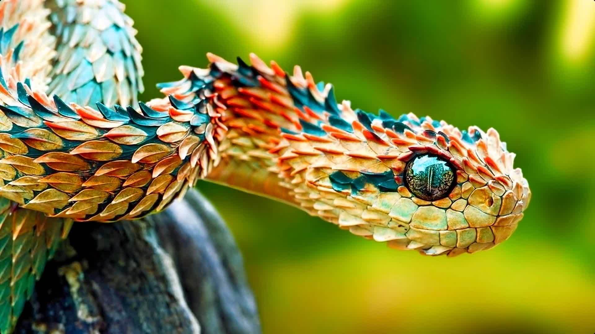 盘点世界上毒性最强的4种蛇类!眼镜蛇都排不上榜