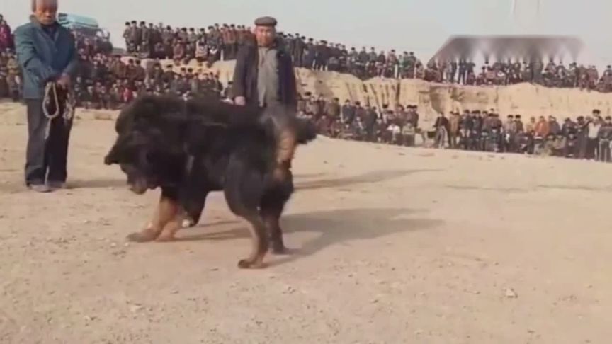 上千人围观的“鬼獒与原生藏獒”斗狗比赛，太精彩了！