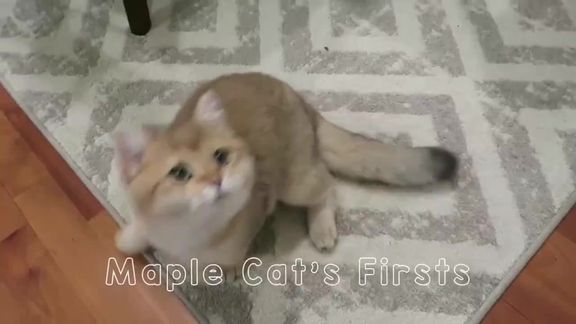 猫咪最可爱的时刻,看的我心都化了!