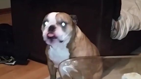 小动物模仿人类行为的搞笑合集