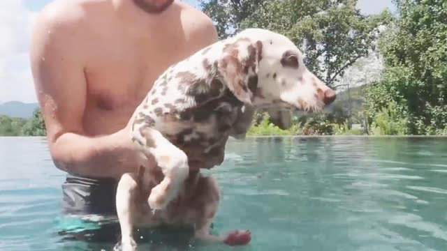 主人在泳池手把手教狗狗游泳,狗狗很快就学会了