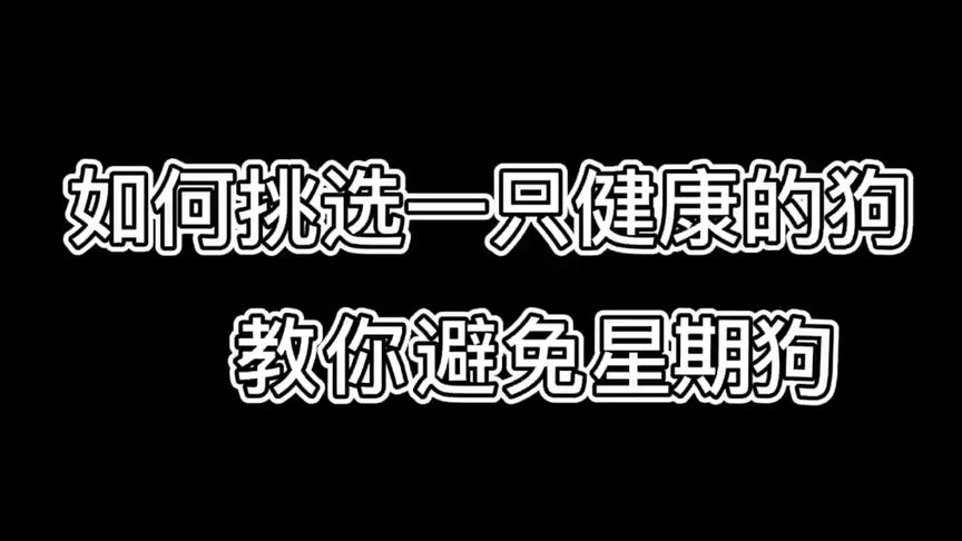 为什么我买的狗回家没几天就病?看病花的钱远远超过买狗钱