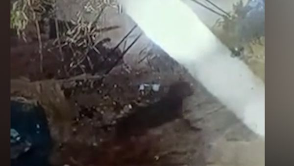 羊被狼咬死?沈阳和平区:是村民养的狗咬的,死羊数目核实中